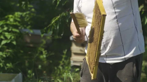 The beekeeper uses a brush to drive bees... | Stock Video | Pond5