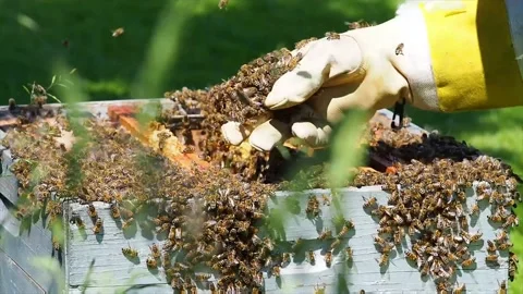 beekeeper work with bees, collecting the... | Stock Video | Pond5