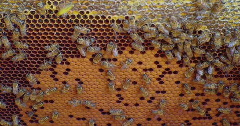 beekeeping.Bees in the hive. Bees move a... | Stock Video | Pond5