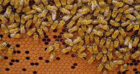 beekeeping.bees work on combs inside the... | Stock Video | Pond5