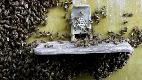 bees collecting honey. Bees drain honey | Stock Video | Pond5