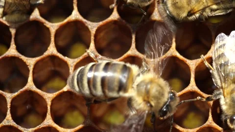 Bees cool and ventilate their home. | Stock Video | Pond5
