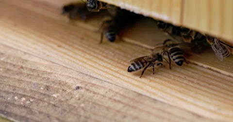 Bees crowd at the exit of the hive. A ma... | Stock Video | Pond5