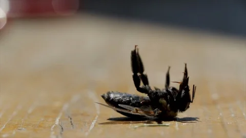 Dying Insect Stock Videos – Royalty-Free HD & 4K Videos
