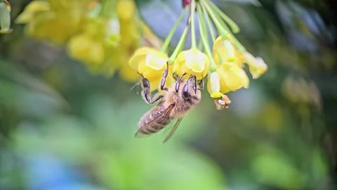 Feed Record Stock Videos – Royalty-Free HD & 4K Videos | Pond5