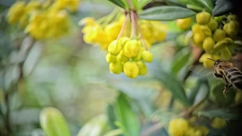 Feed Record Stock Videos – Royalty-Free HD & 4K Videos | Pond5