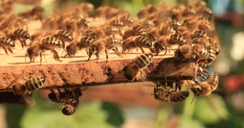 Bees flap their wings to cool the hive i... | Stock Video | Pond5