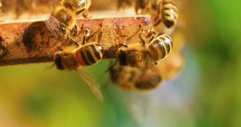 Bees flap their wings to cool the hive i... | Stock Video | Pond5