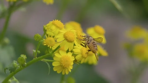 The bees fluttered from flower to flower... | Stock Video | Pond5