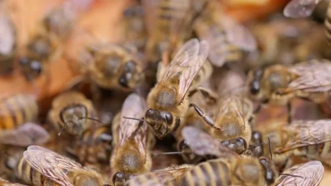 Bees fly and collect honey. The bees are... | Stock Video | Pond5