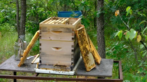 Bees flying around and crawling over hon... | Stock Video | Pond5