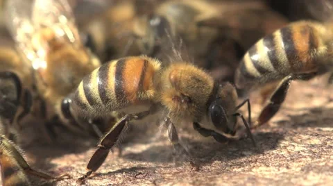 Bees in front of beehive, insects, garde... | Stock Video | Pond5