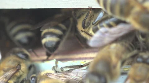 Bees in front of beehive, insects, garde... | Stock Video | Pond5
