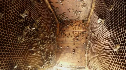 Bees in Hive Top View Camera is Inverted... | Stock Video | Pond5