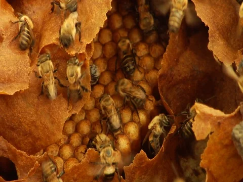 Bees on Honeycomb in the Amazon Jungle R... | Stock Video | Pond5