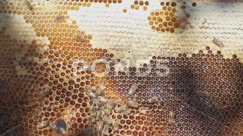 Bees honeycomb with honey, perga and honey bees. ~ Premium Photo #77464064