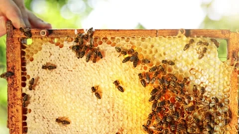 Bees Walking on Honeycomb and Carrying H... | Stock Video | Pond5
