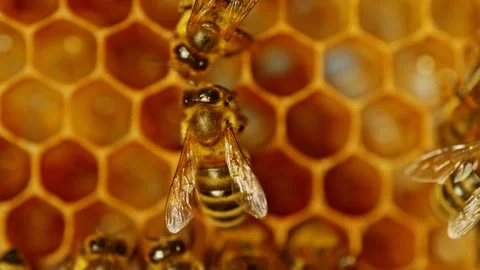 Bees Walking on Honeycomb and Carrying H... | Stock Video | Pond5