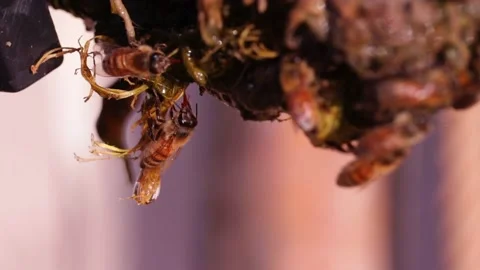 Bees on a water pump of water,drinking w... | Stock Video | Pond5