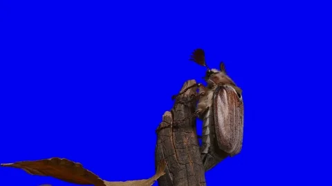 beetle on blue screen. Green Screen Effe... | Stock Video | Pond5