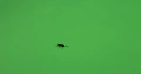 Beetle crawling on green screen, Chroma ... | Stock Video | Pond5