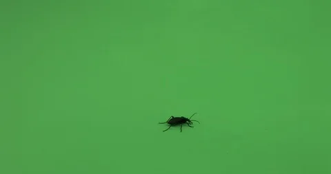 Beetle crawling on green screen, Chroma ... | Stock Video | Pond5