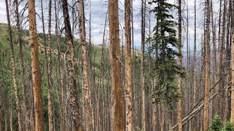 Beetle kill in pine tree forest, devesta... | Stock Video | Pond5