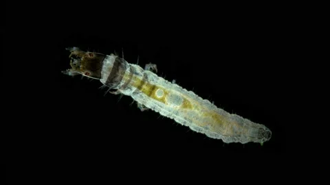 Beetle larva family Hydrophilidae under ... | Stock Video | Pond5