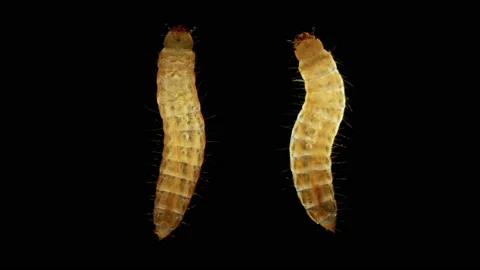 beetle larvae under a microscope | Stock Video | Pond5
