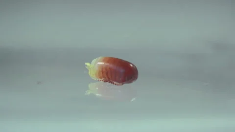 Beetle, massive cockroach give birth in ... | Stock Video | Pond5