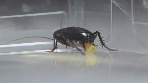 Beetle, massive cockroach give birth in ... | Stock Video | Pond5