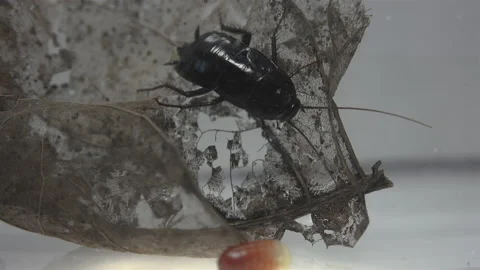 Beetle, massive cockroach give birth in ... | Stock Video | Pond5