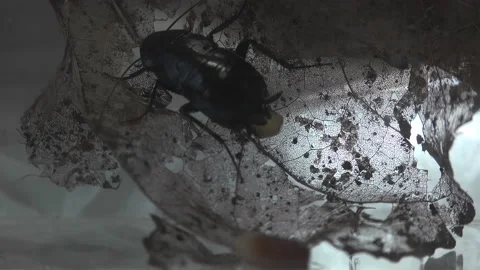 Beetle, massive cockroach give birth in ... | Stock Video | Pond5