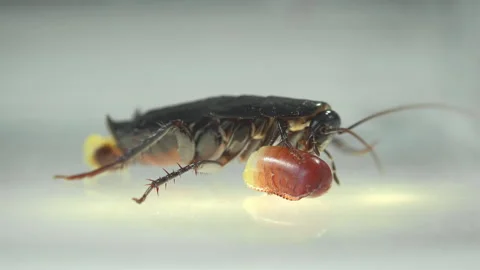 Cockroach Stock Videos – Royalty-Free HD & 4K Videos | Pond5