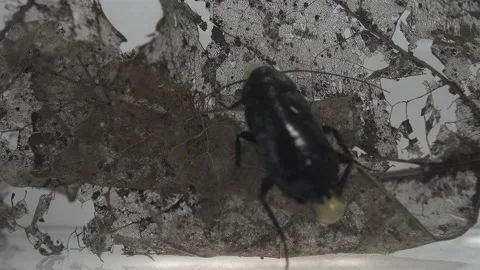 Beetle, massive cockroach give birth in ... | Stock Video | Pond5