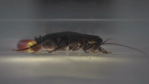 Beetle, massive cockroach give birth in ... | Stock Video | Pond5