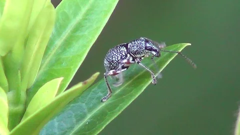 beetle is running | Stock Video | Pond5