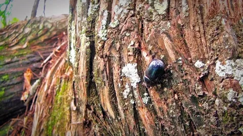 Tree Walking Stock Videos – Royalty-Free HD & 4K Videos