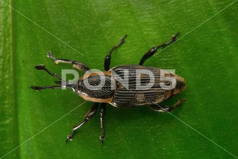 Beetle, Weevil , Aarey Milk Colony , INDIA Beetle, Weevil , Aarey Milk ...