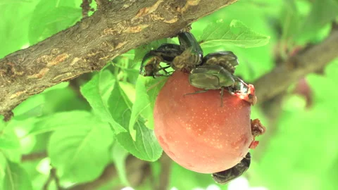 Beetles and Wasps infecting Plum Tree in... | Stock Video | Pond5