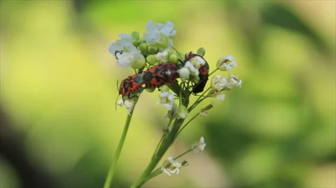 Copulating Couples Stock Footage ~ Royalty Free Stock Videos | Pond5