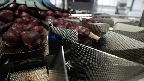 Beets on sorting machine in food factory... | Stock Video | Pond5