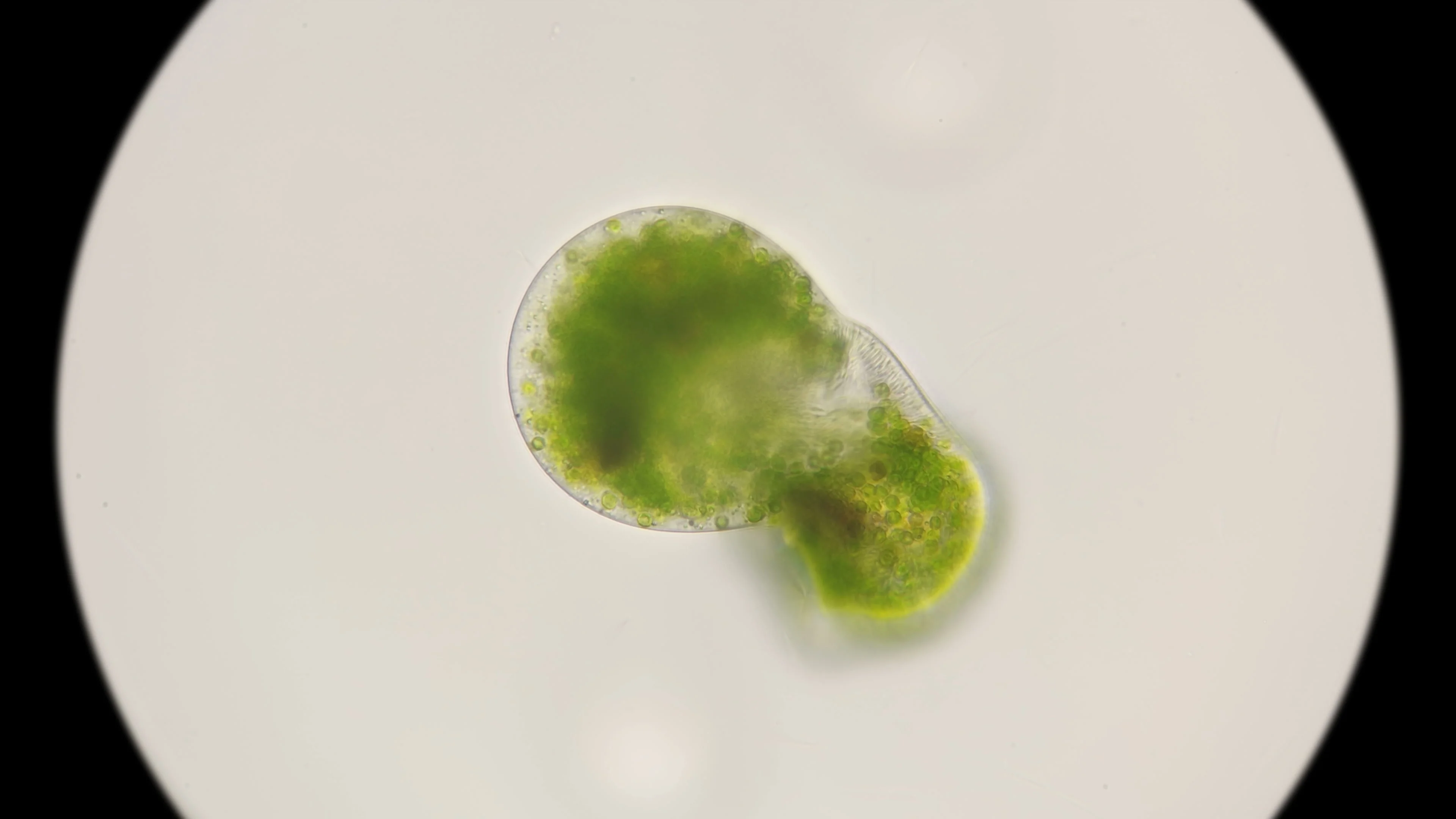 Chlorella Algae Under Microscope