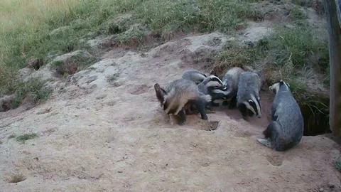 The behavior of a wild badger family, du... | Stock Video | Pond5