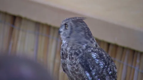 A behind view of an owl sitting outdoors... | Stock Video | Pond5