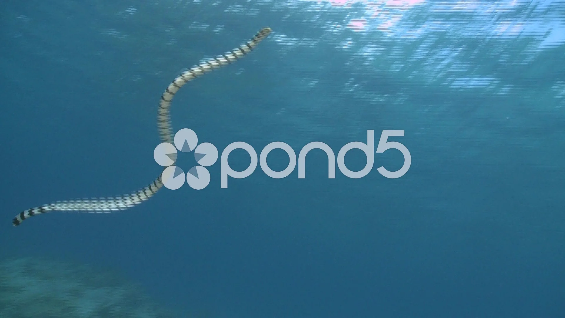 Belchers Sea Snake
