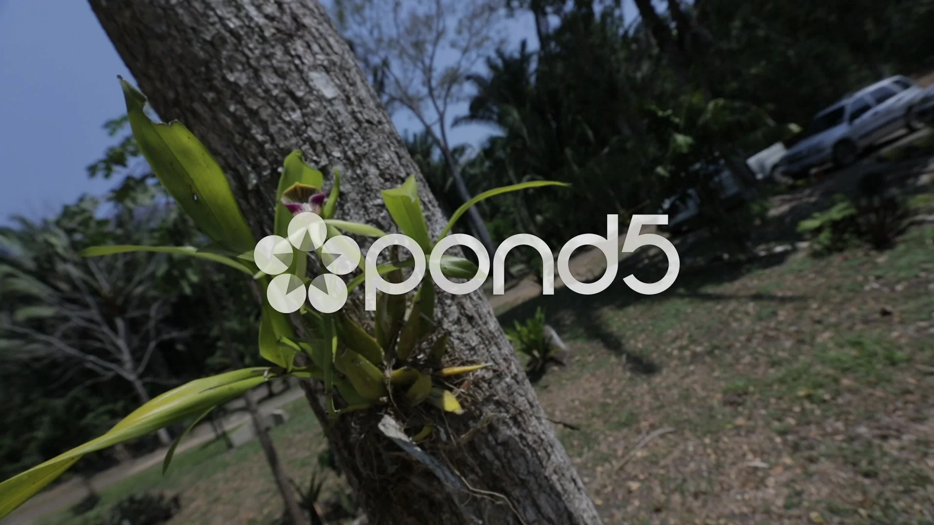 Black Orchid Belize National Flower | Best Flower Site