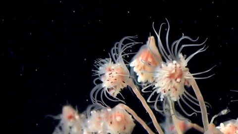 Bell Hydroid jellyfish colonies opens un... | Stock Video | Pond5