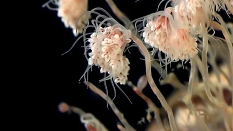 Bell Hydroid jellyfish colonies opens un... | Stock Video | Pond5