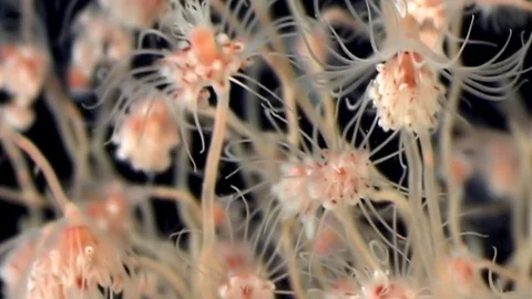 Bell Hydroid jellyfish colonies opens un... | Stock Video | Pond5